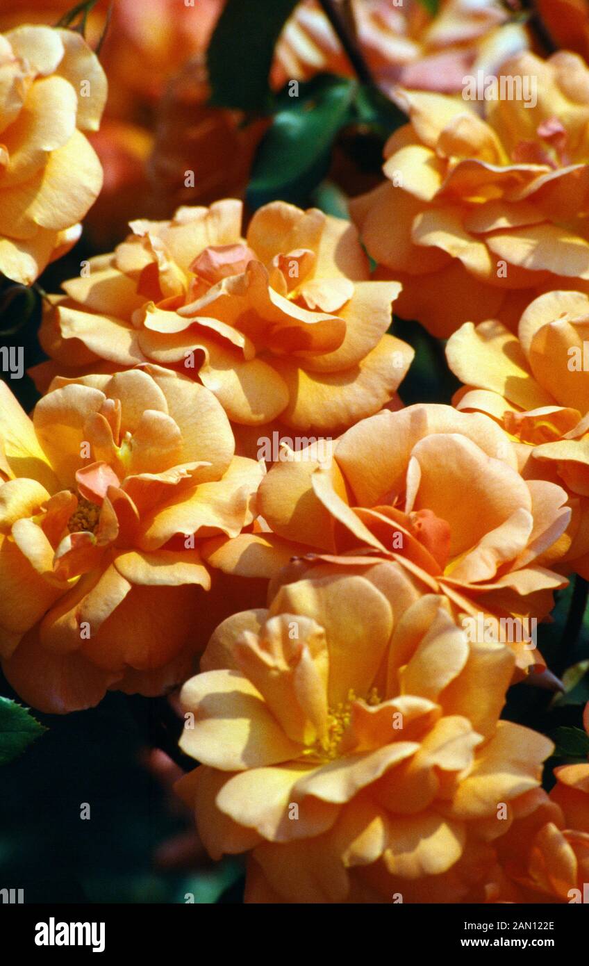 Rosa beautiful britain hi-res stock photography and images - Alamy