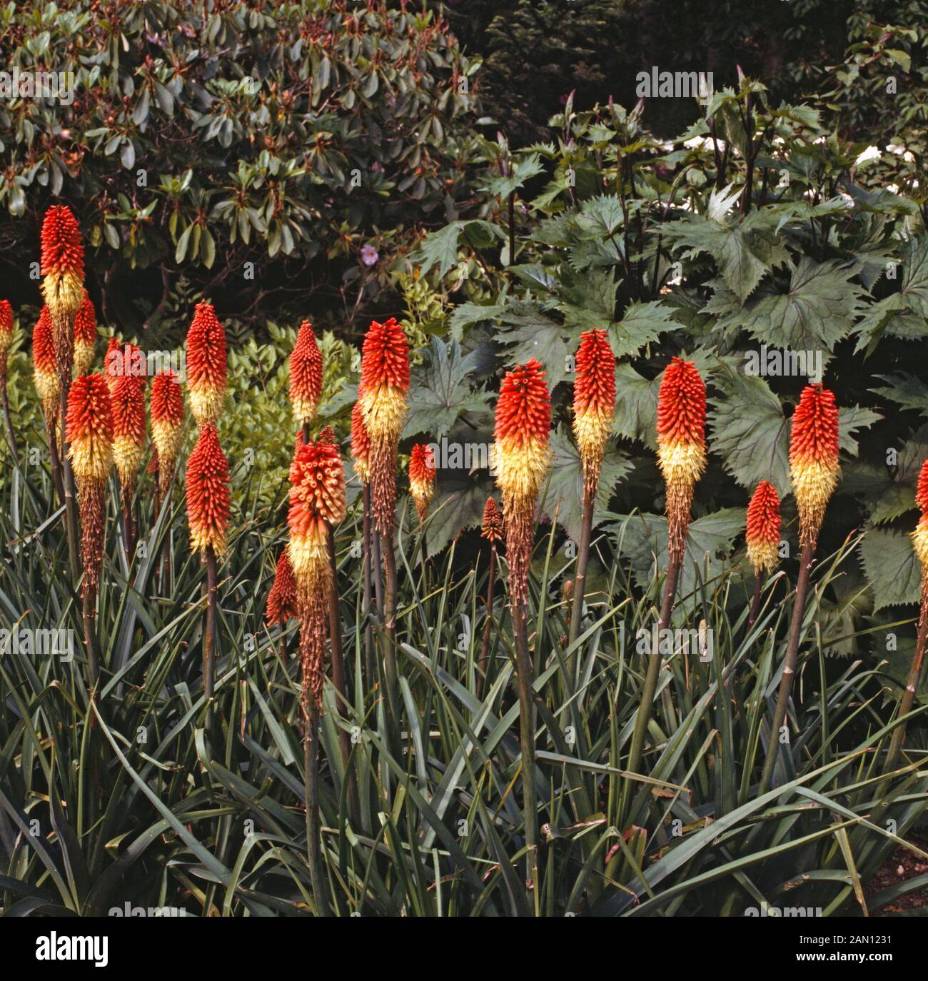 Kniphofia uvaria hi-res stock photography and images - Alamy