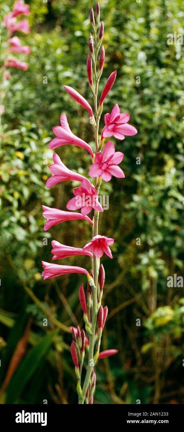 Watsonia meriana hi-res stock photography and images - Alamy