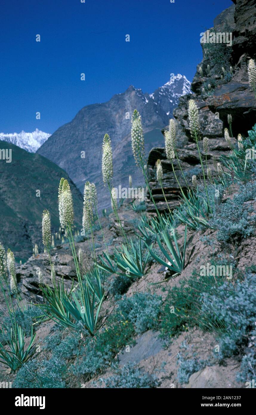 Eremurus himalaicus hi-res stock photography and images - Alamy