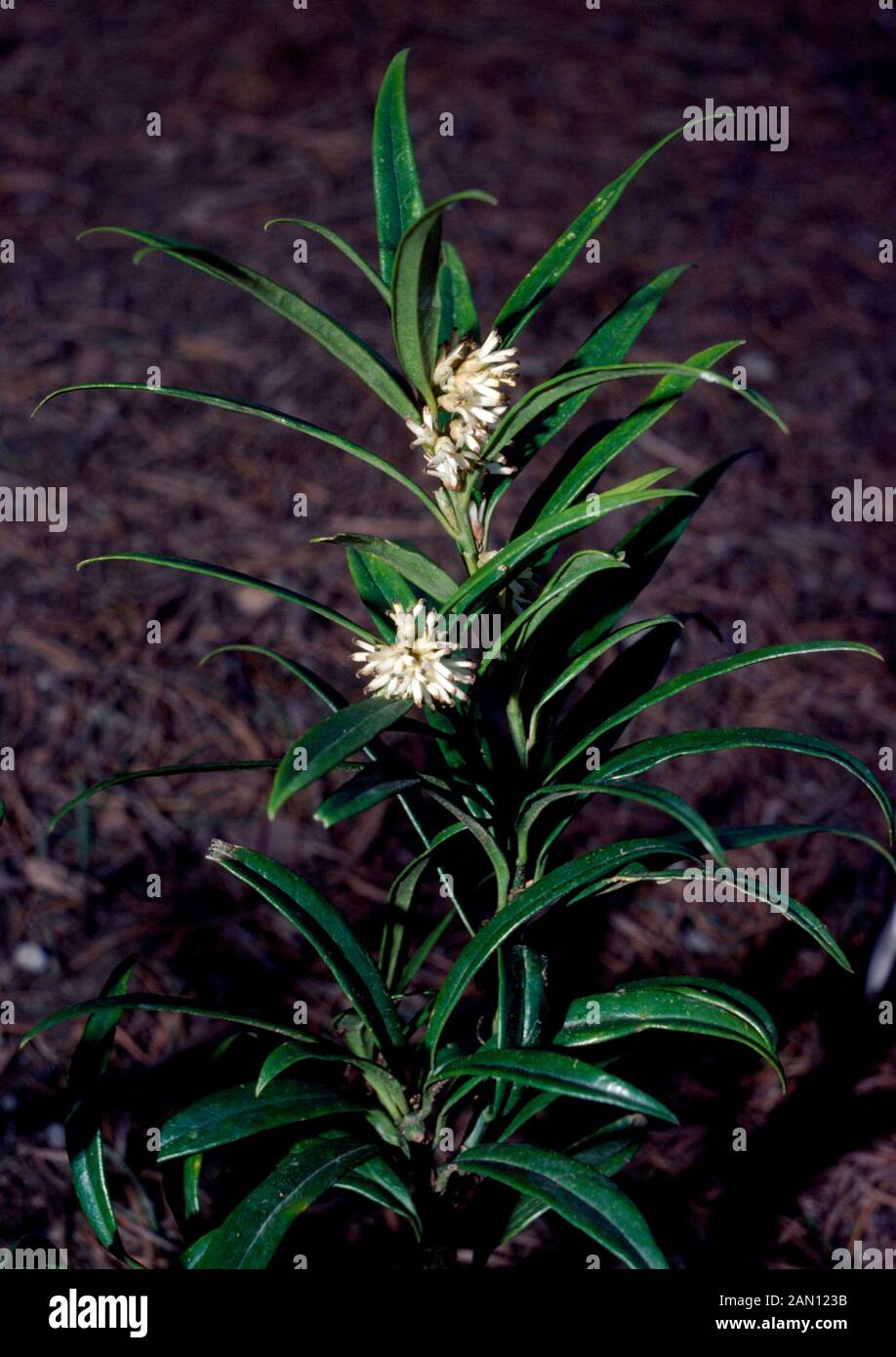 Saligna hi-res stock photography and images - Alamy