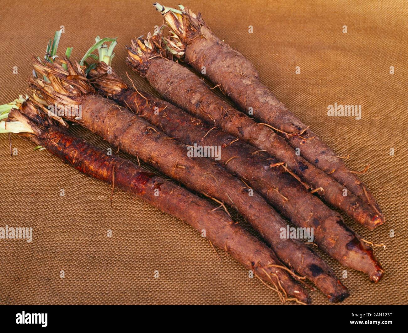 Black salsify roots hi-res stock photography and images - Alamy