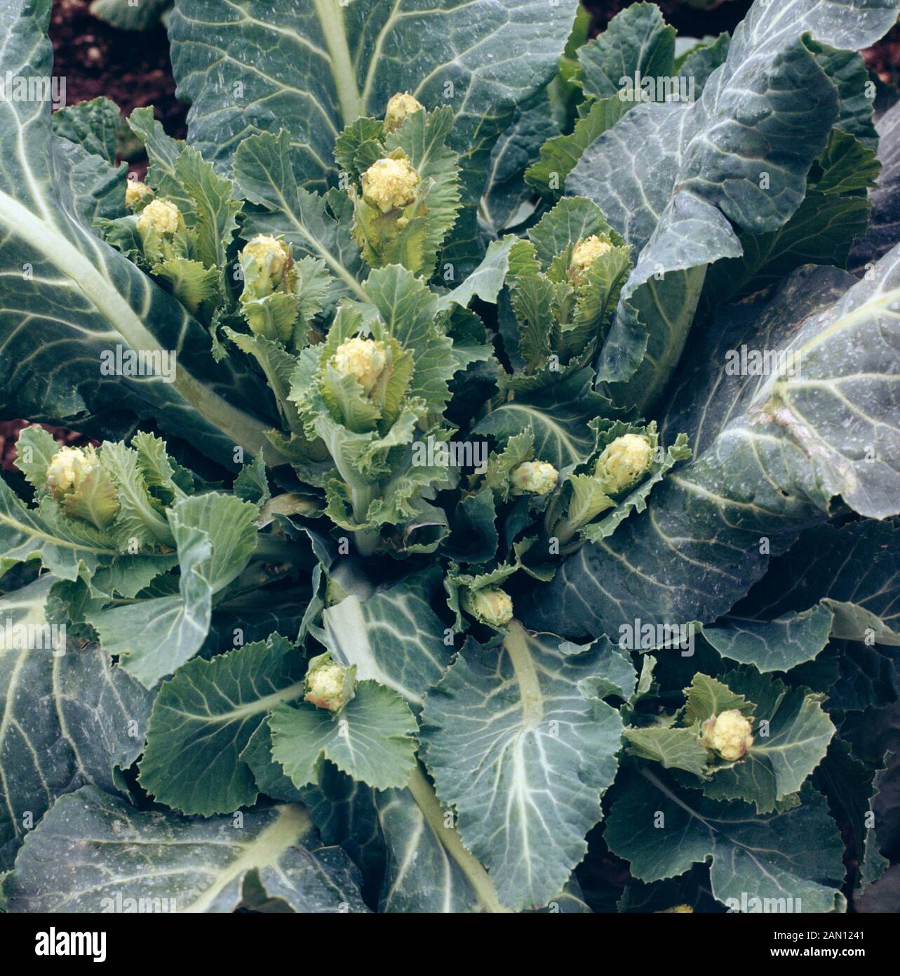 Italica group hi-res stock photography and images - Alamy