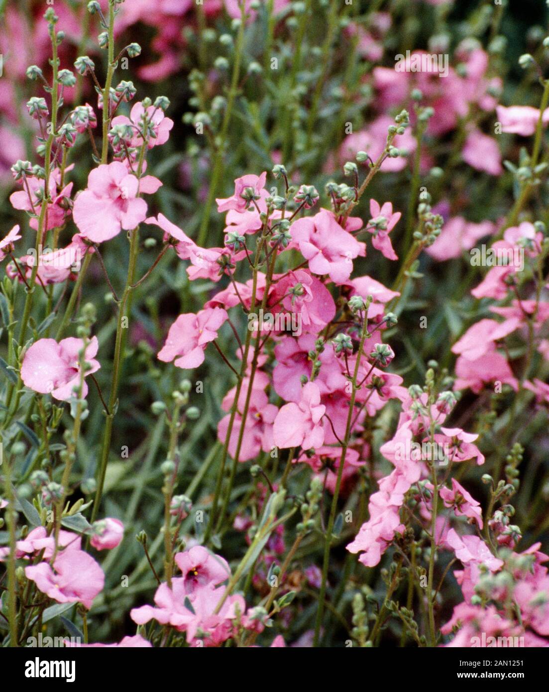 Pink diascia hi-res stock photography and images - Alamy