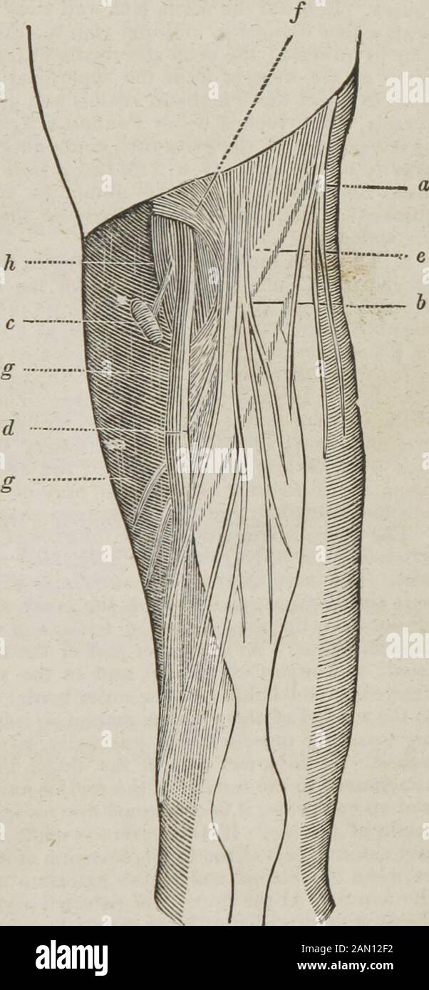 The dissector's guide, or, Student's companion : illustrated by ...