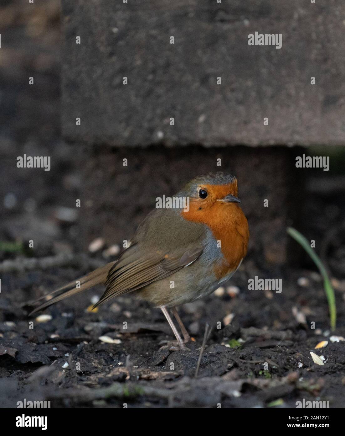 Friendly robin hi-res stock photography and images - Alamy