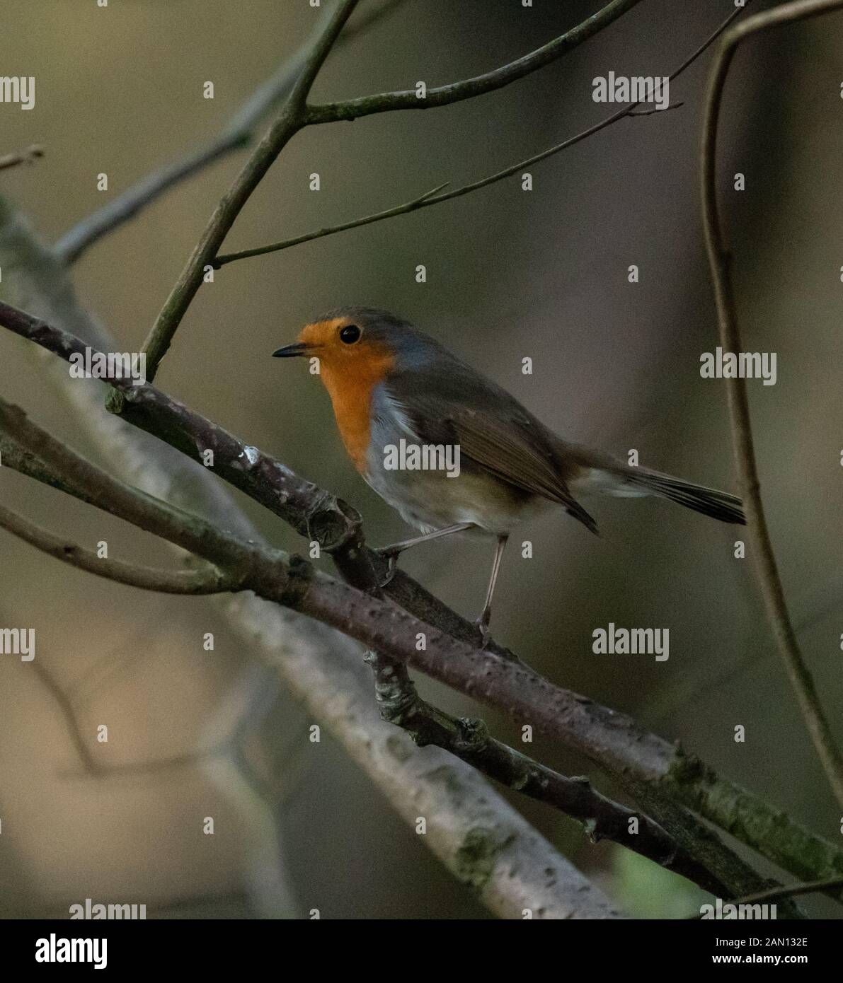 Friendly robin hi-res stock photography and images - Alamy
