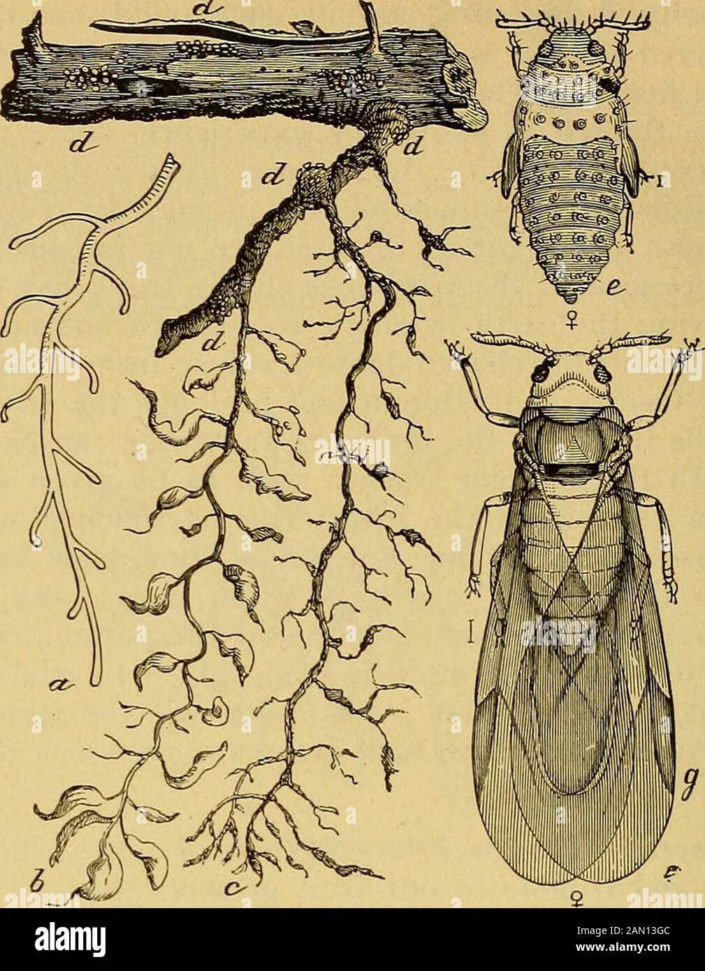 The California fruits and how to grow them; . now being most ...