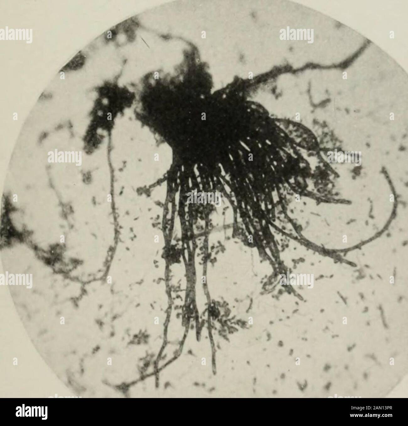 Transactions of the odontological society of Great Britain . n off by ...