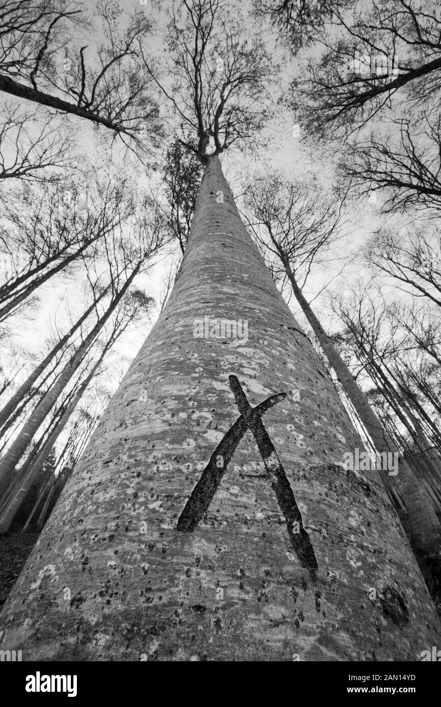 Beech forest with letter 'X' carved into tree trunk Stock Photo - Alamy