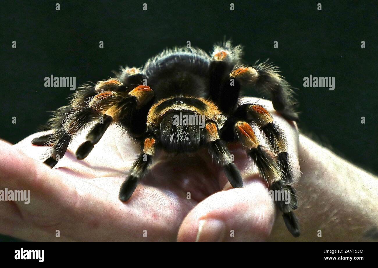 Mexican red kneed spiders hi-res stock photography and images - Alamy