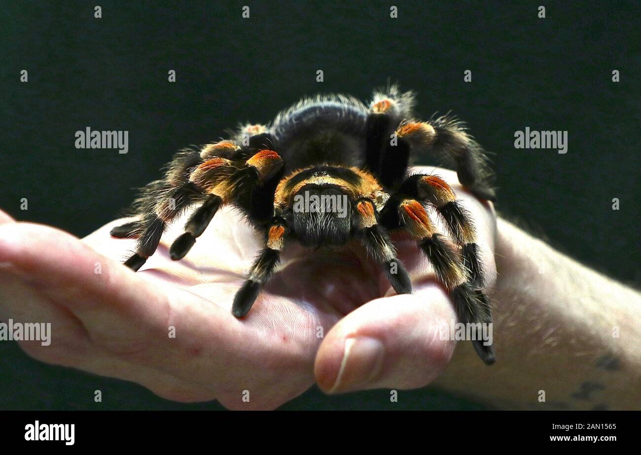 Tarantulas of mexico hi-res stock photography and images - Alamy