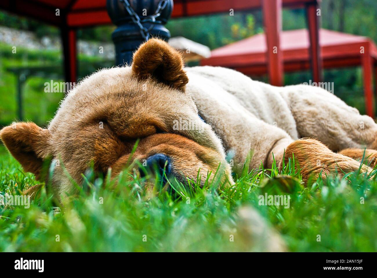 Beautiful dog chow-chow in the park. chow chow breed dog sleeping on ...