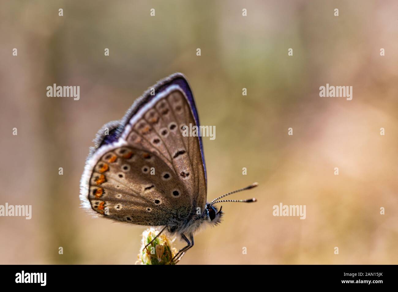 Turquoise blue butterfly hi-res stock photography and images - Alamy