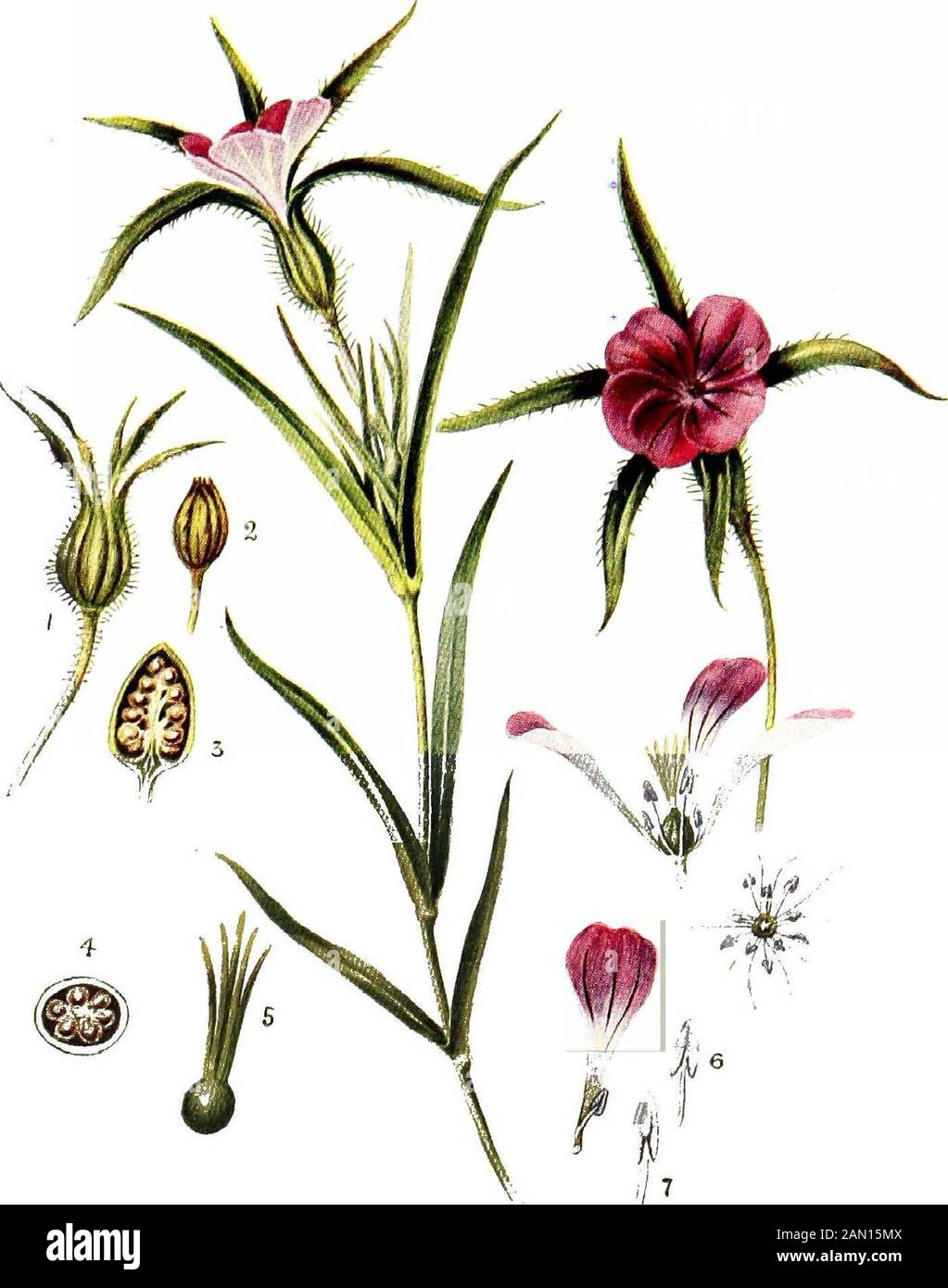 Plant-life, with 74 full-page illus., 24 being from photos, by the ...