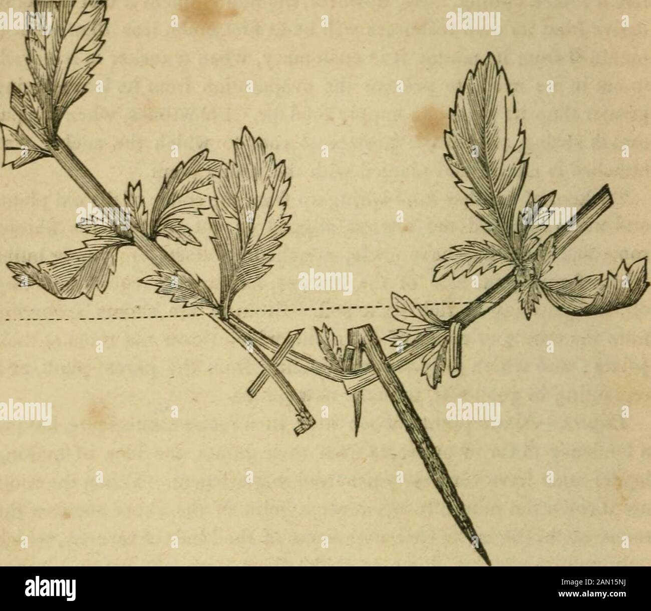 Peg root hi-res stock photography and images - Alamy