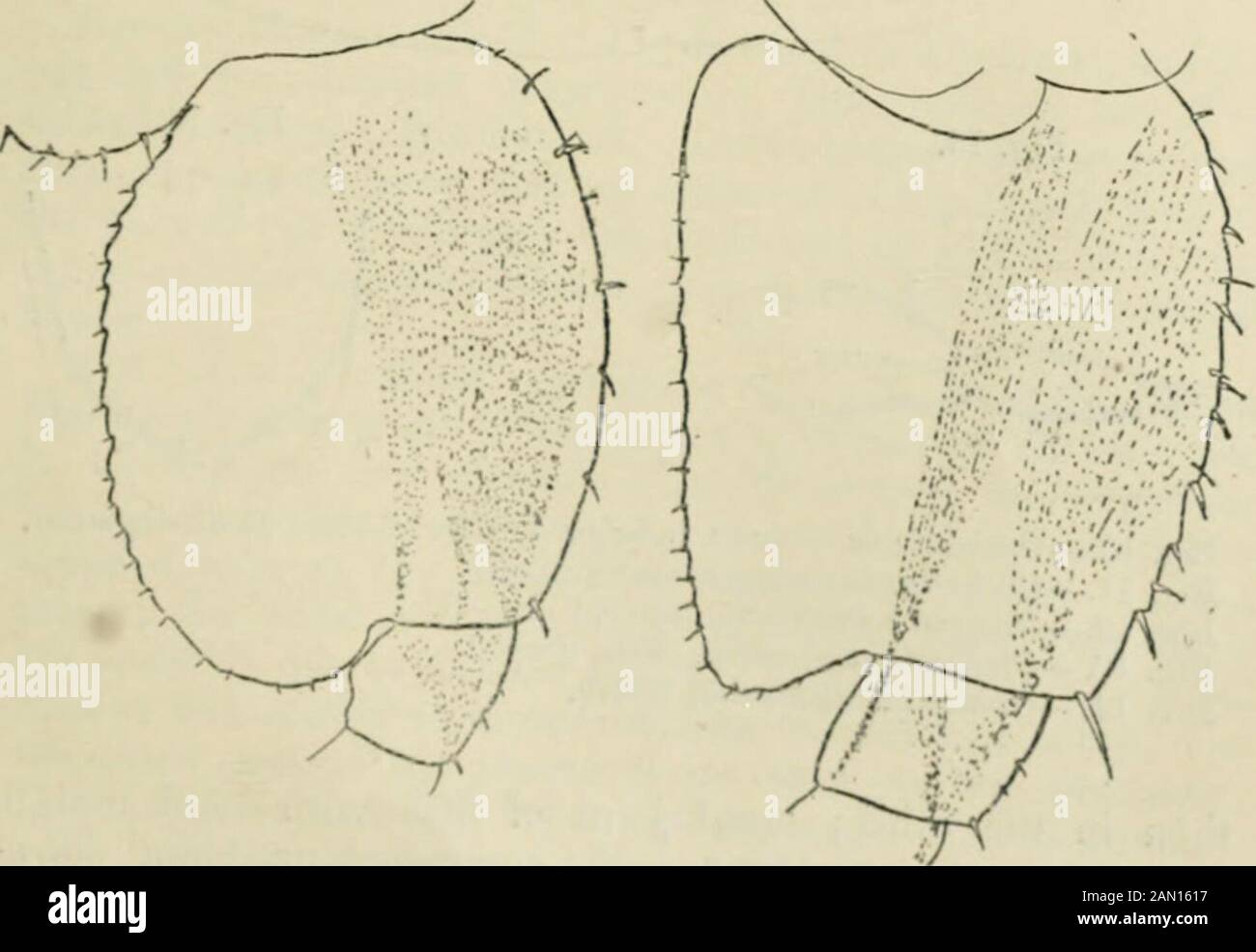 Strongly indented base hi-res stock photography and images - Alamy