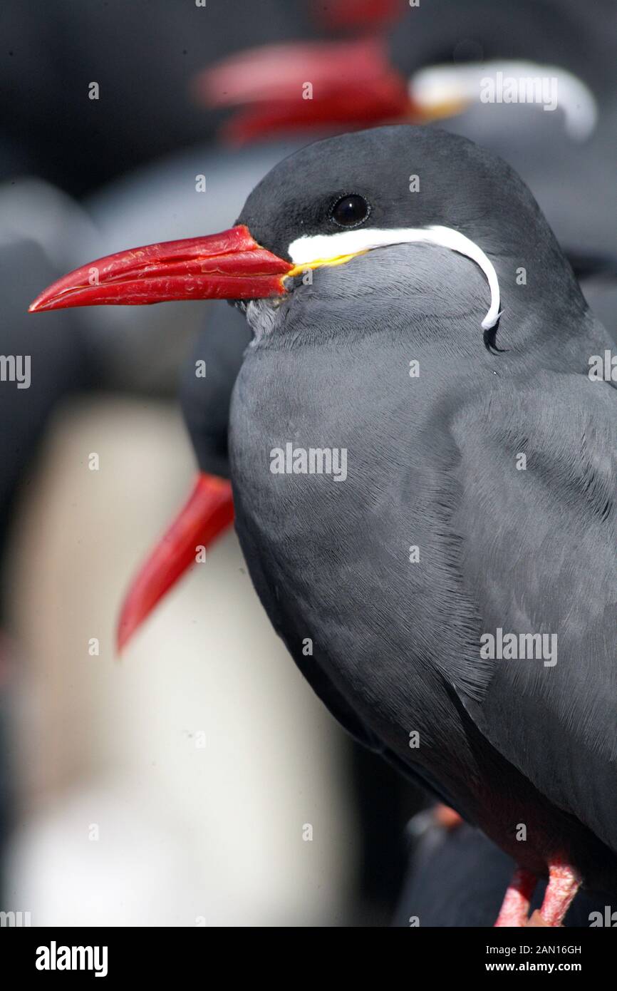 Inca tern Larosterna inca Stock Photo - Alamy