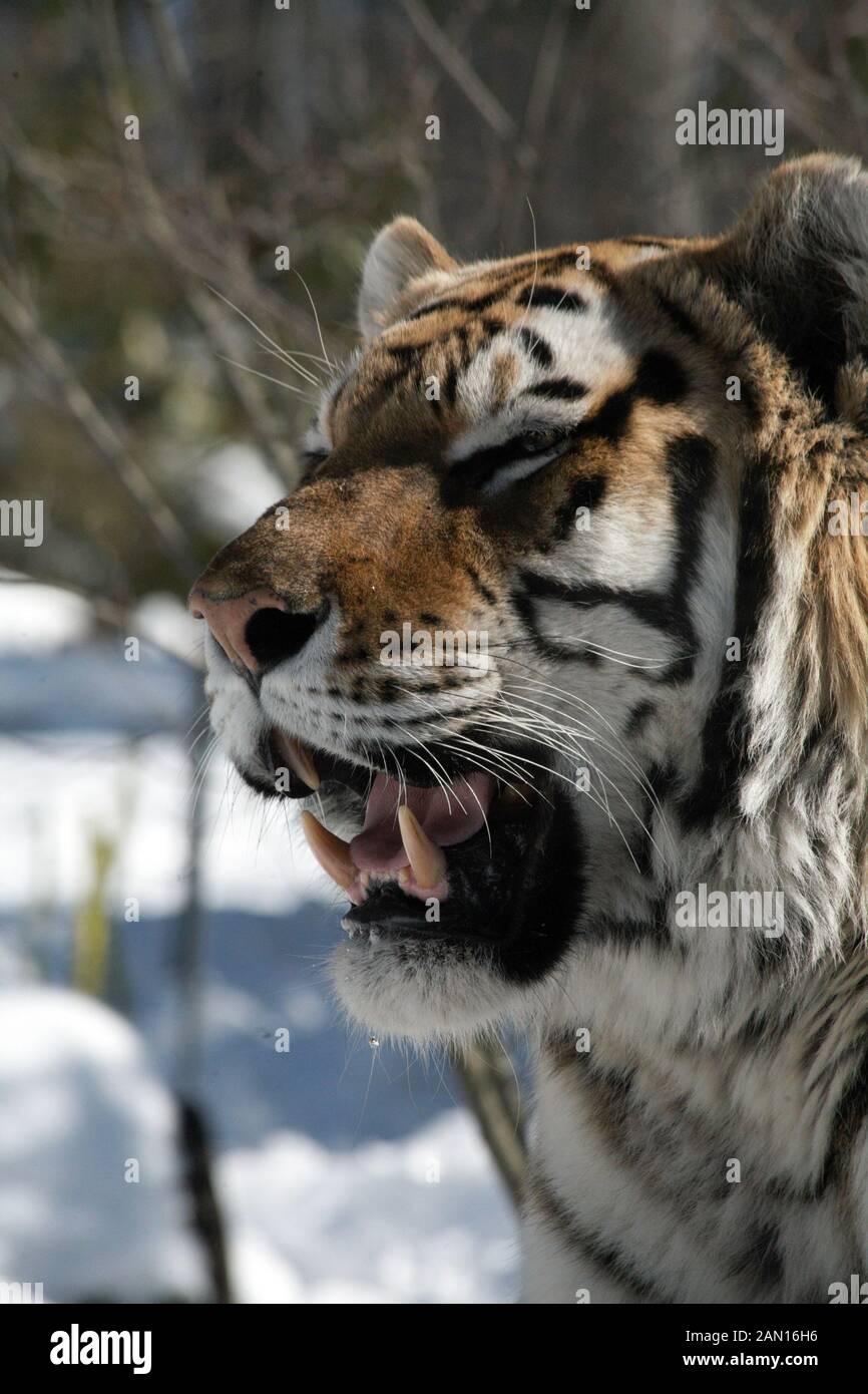 Siberian tiger in the snow Stock Photo - Alamy