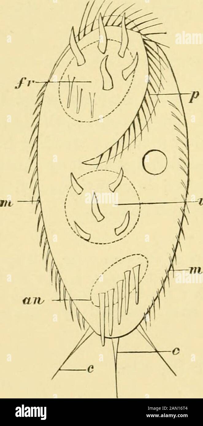 A manual of the Infusoria : including a description of all known ...