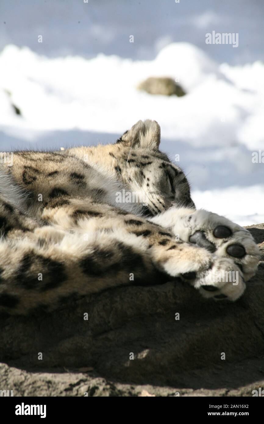 Snow leopards mating snow lrbis panthera uncia felis irbis bhutan hi ...