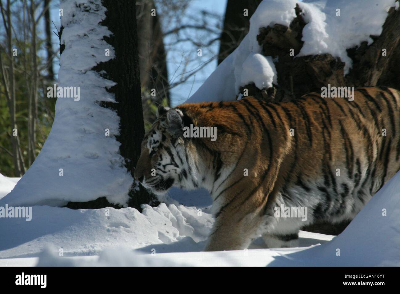 Siberian tiger in the snow Stock Photo - Alamy