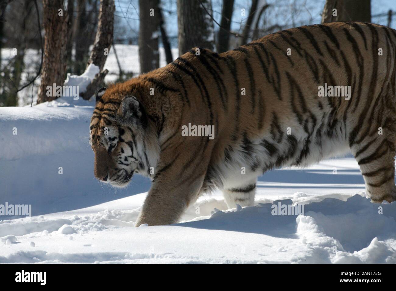 Siberian tiger in the snow Stock Photo - Alamy