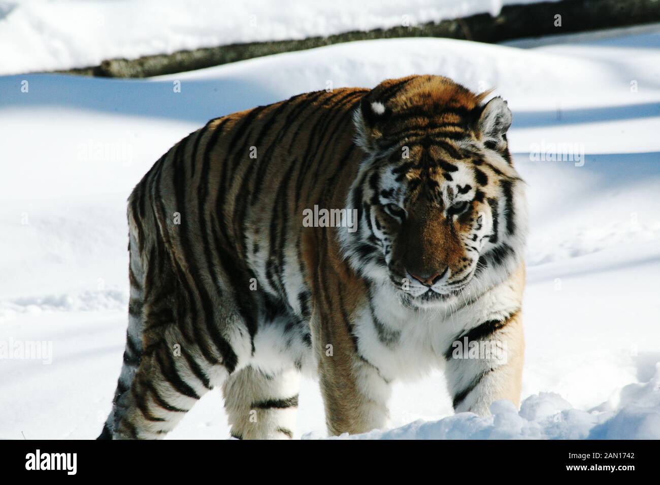 Siberian tiger in the snow Stock Photo - Alamy