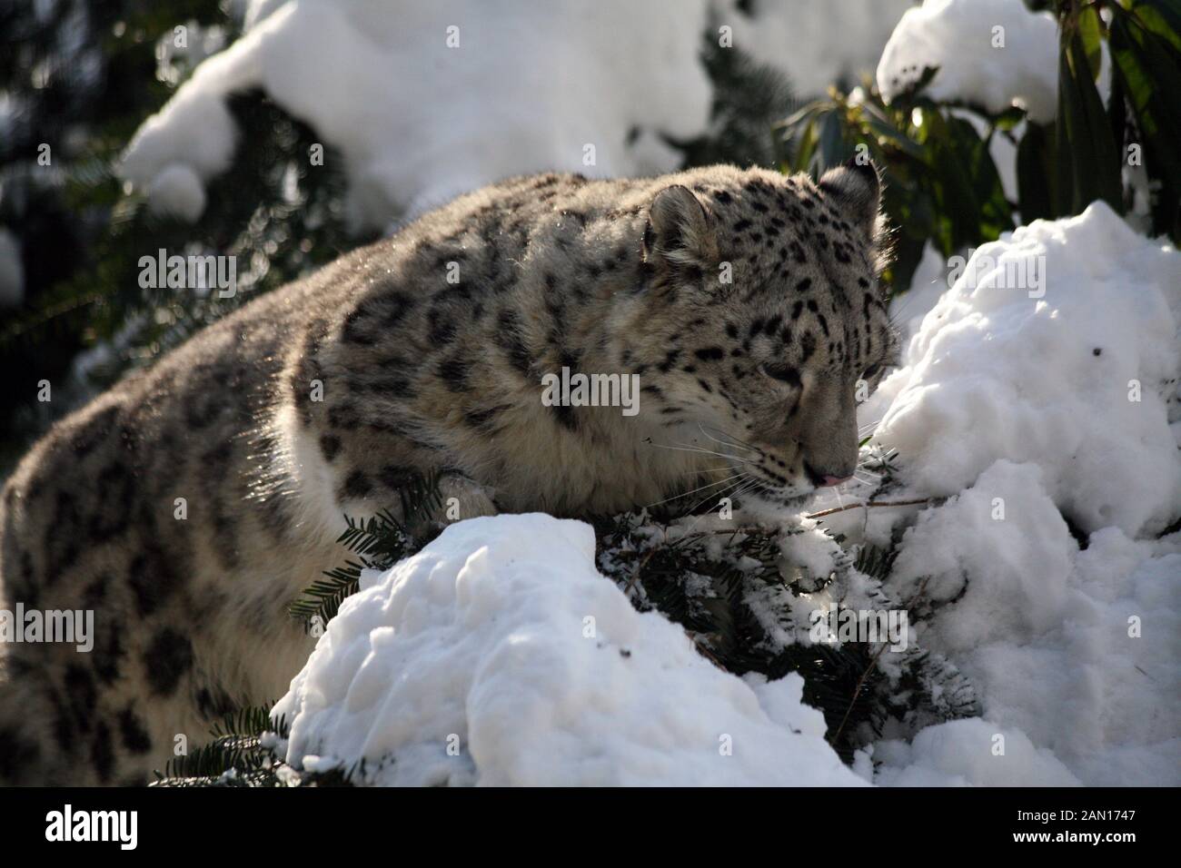 Snow leopards mating snow lrbis panthera uncia felis irbis bhutan hi ...