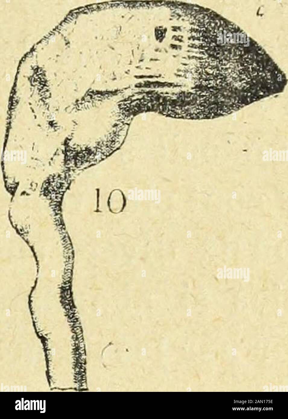 Radicelle hi-res stock photography and images - Alamy