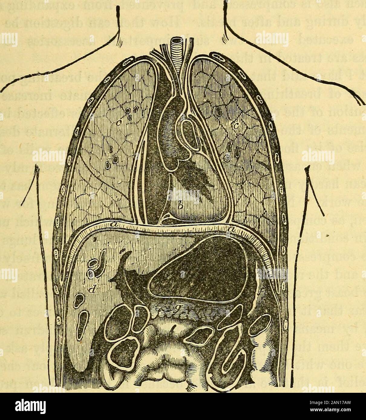 Chest cavity abdomen hi-res stock photography and images - Alamy