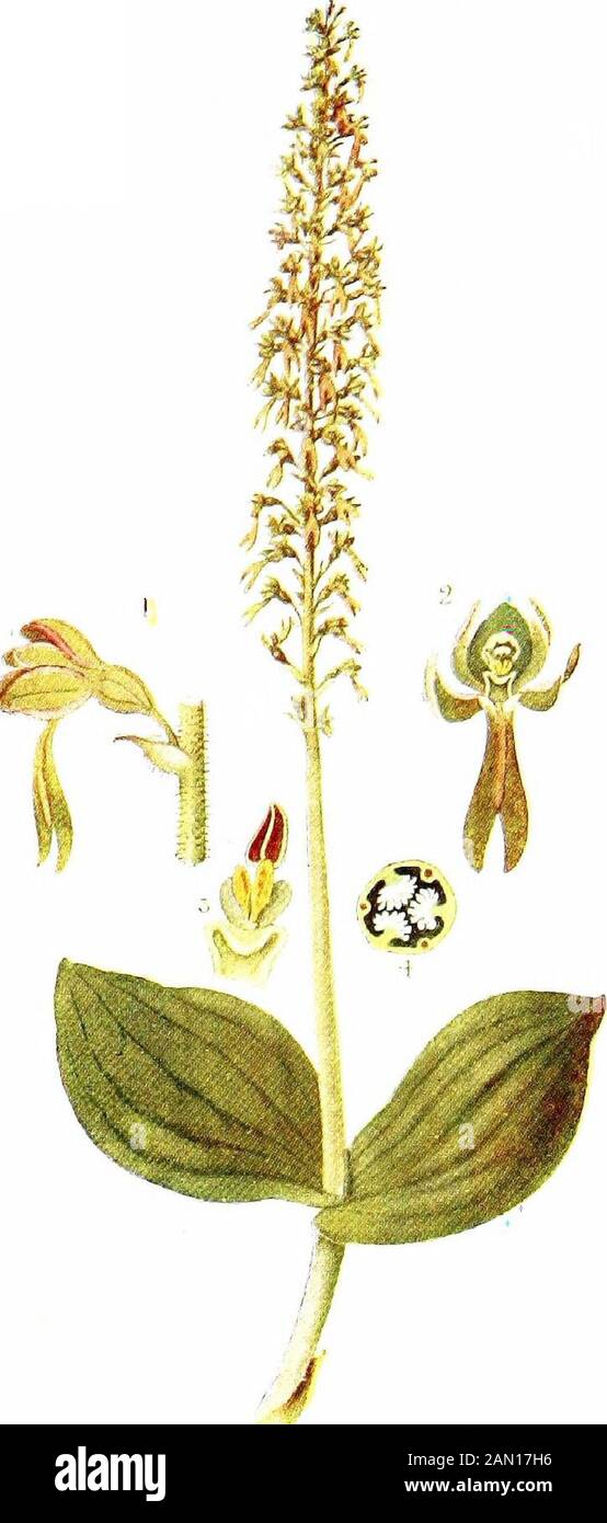 Plant-life, with 74 full-page illus., 24 being from photos, by the ...