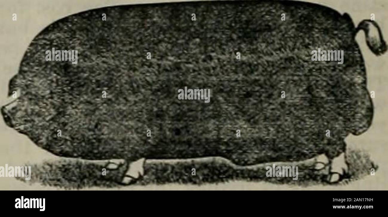 Pig planter hi-res stock photography and images - Alamy