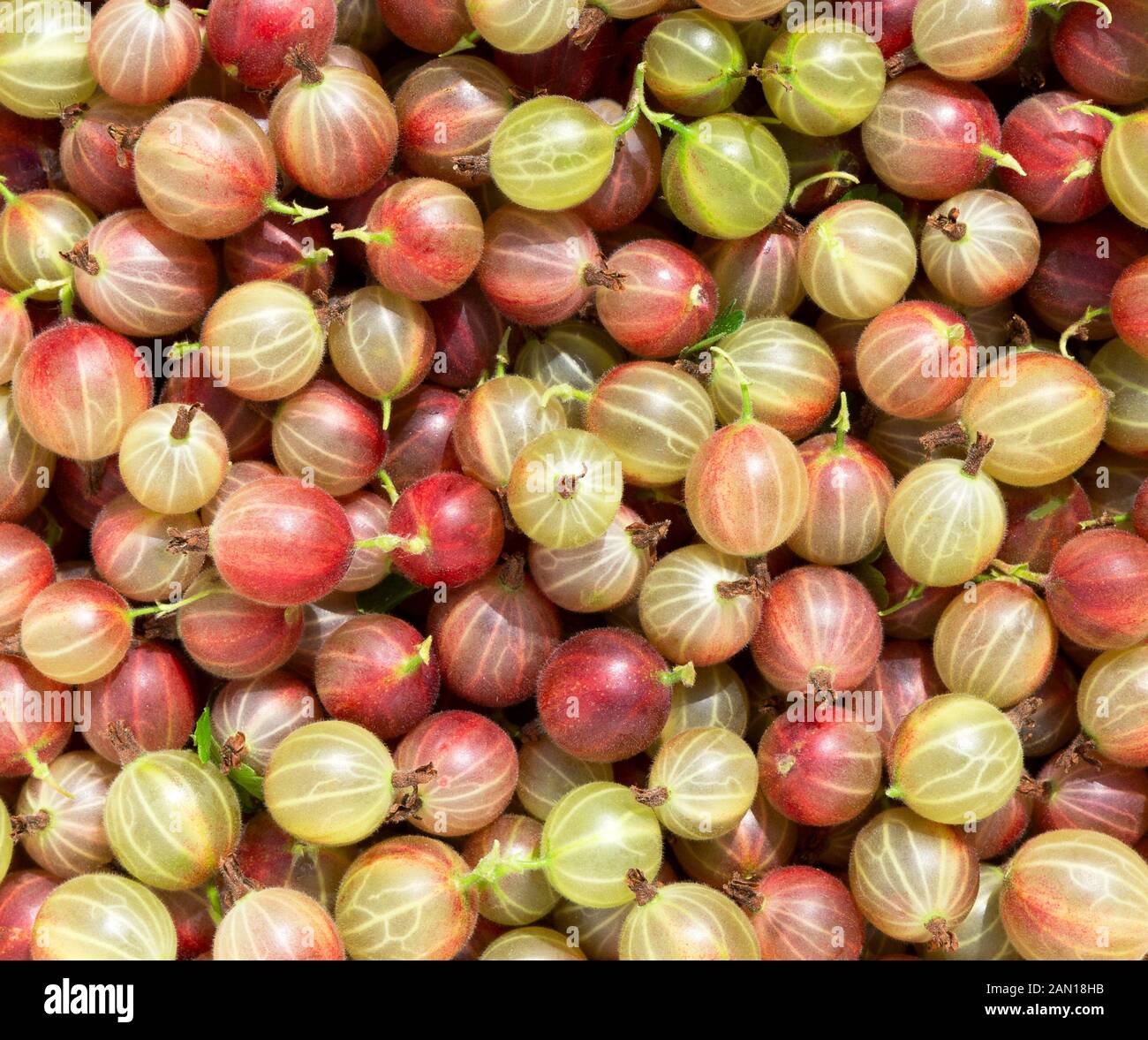 Top view red gooseberry hi-res stock photography and images - Alamy