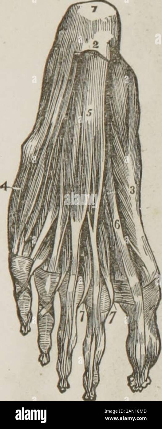 Anatomy and physiology : designed for academies and families . muscles ...