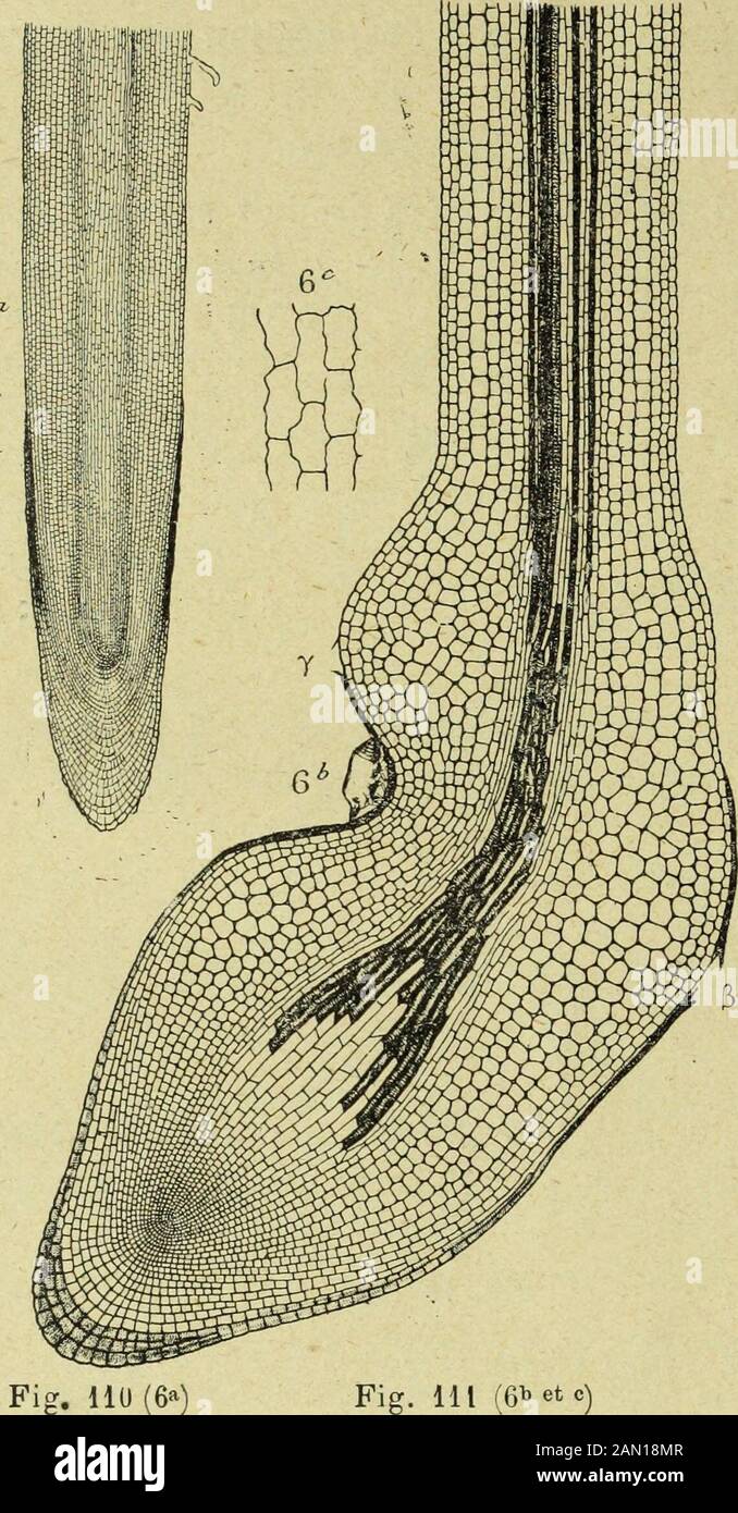 Radicelle hi-res stock photography and images - Alamy