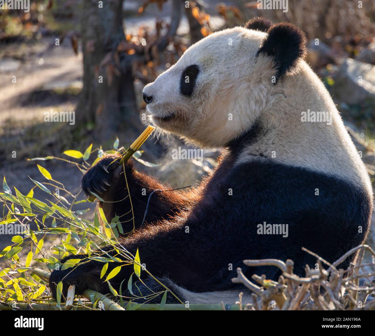VIENNA, AUSTRIA - DECEMBER 30: Panda Yang Yang eats bamboo at the ...