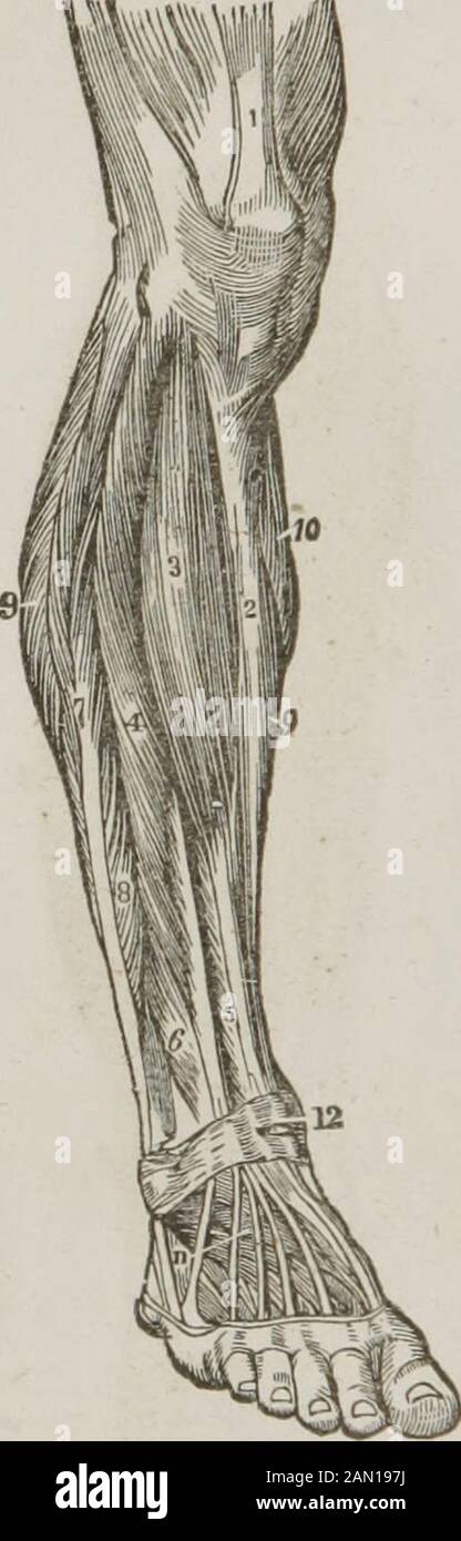 Anatomy and physiology : designed for academies and families . t of the ...