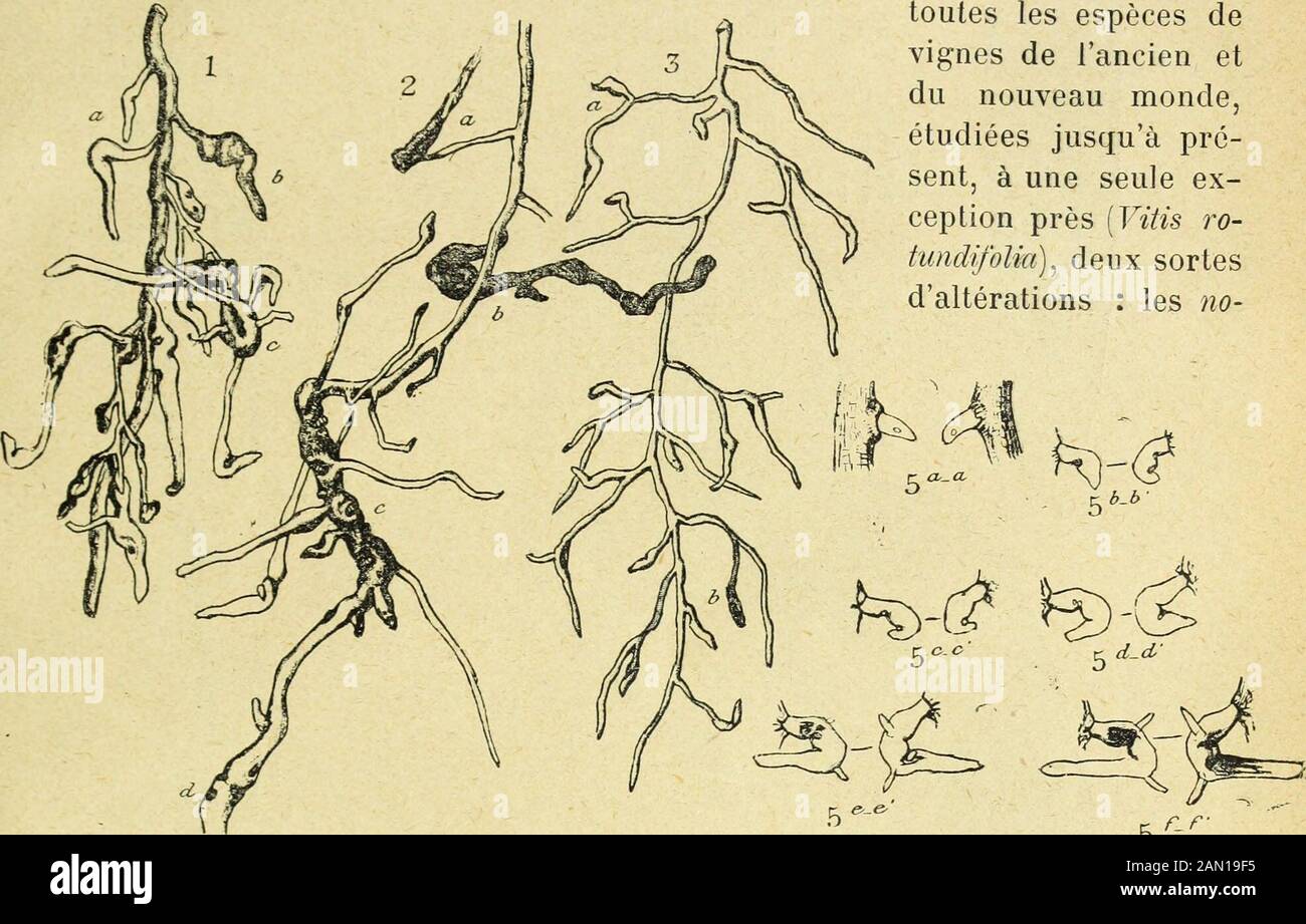 Radicelle High Resolution Stock Photography and Images - Alamy