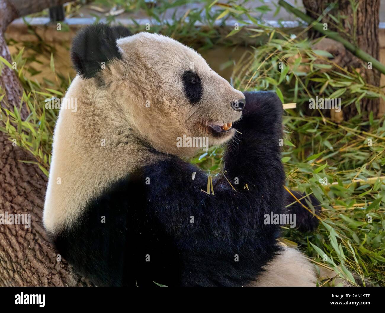 VIENNA, AUSTRIA - DECEMBER 30: Panda Yang Yang eats bamboo at the ...