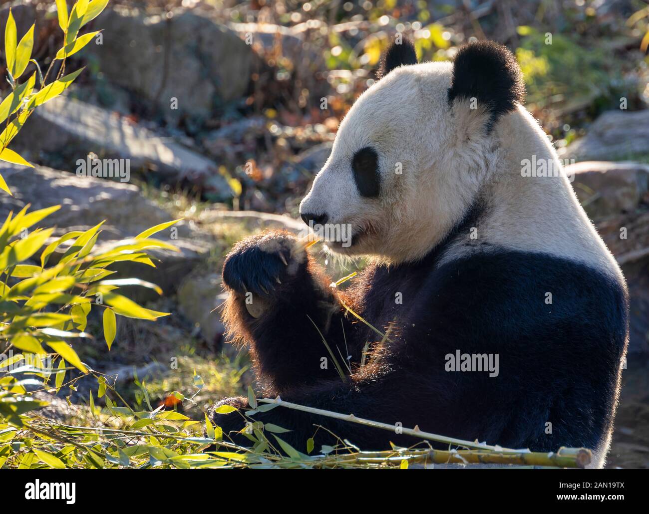 VIENNA, AUSTRIA - DECEMBER 30: Panda Yang Yang eats bamboo at the ...