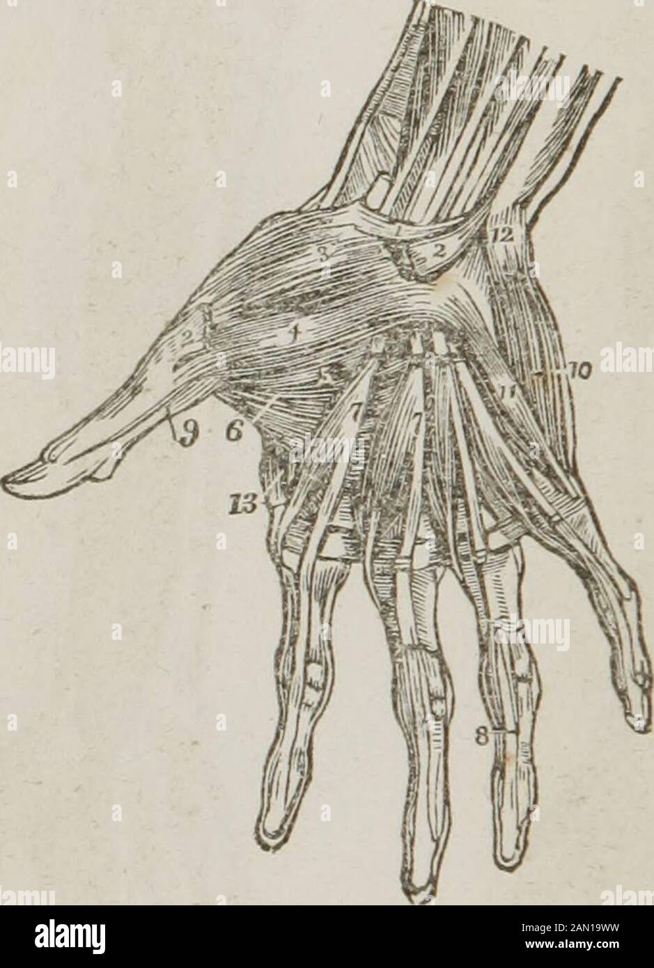 Extensor first finger brevis muscle hi-res stock photography and images ...