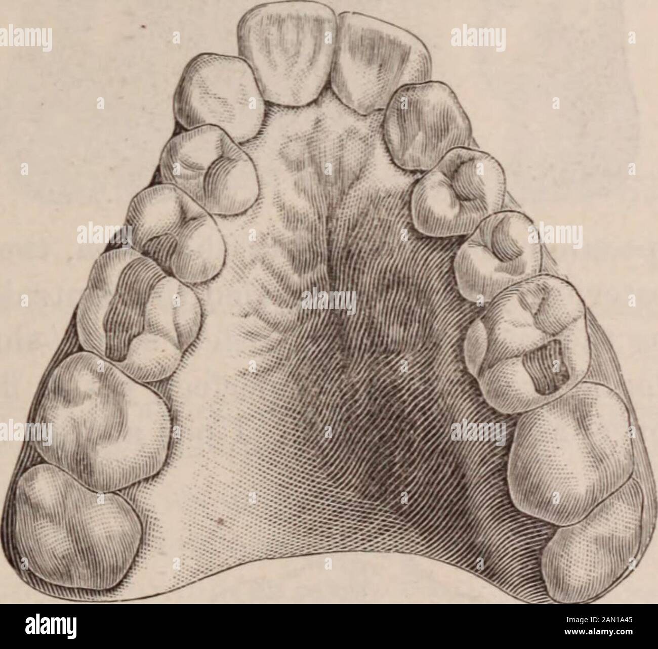 Alveolar space hi-res stock photography and images - Alamy