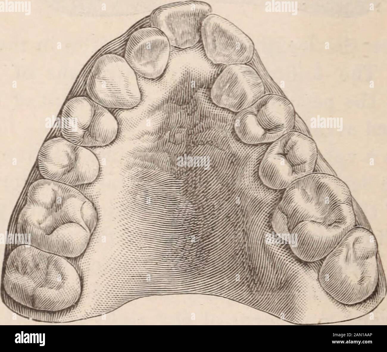 Alveolar space hi-res stock photography and images - Alamy