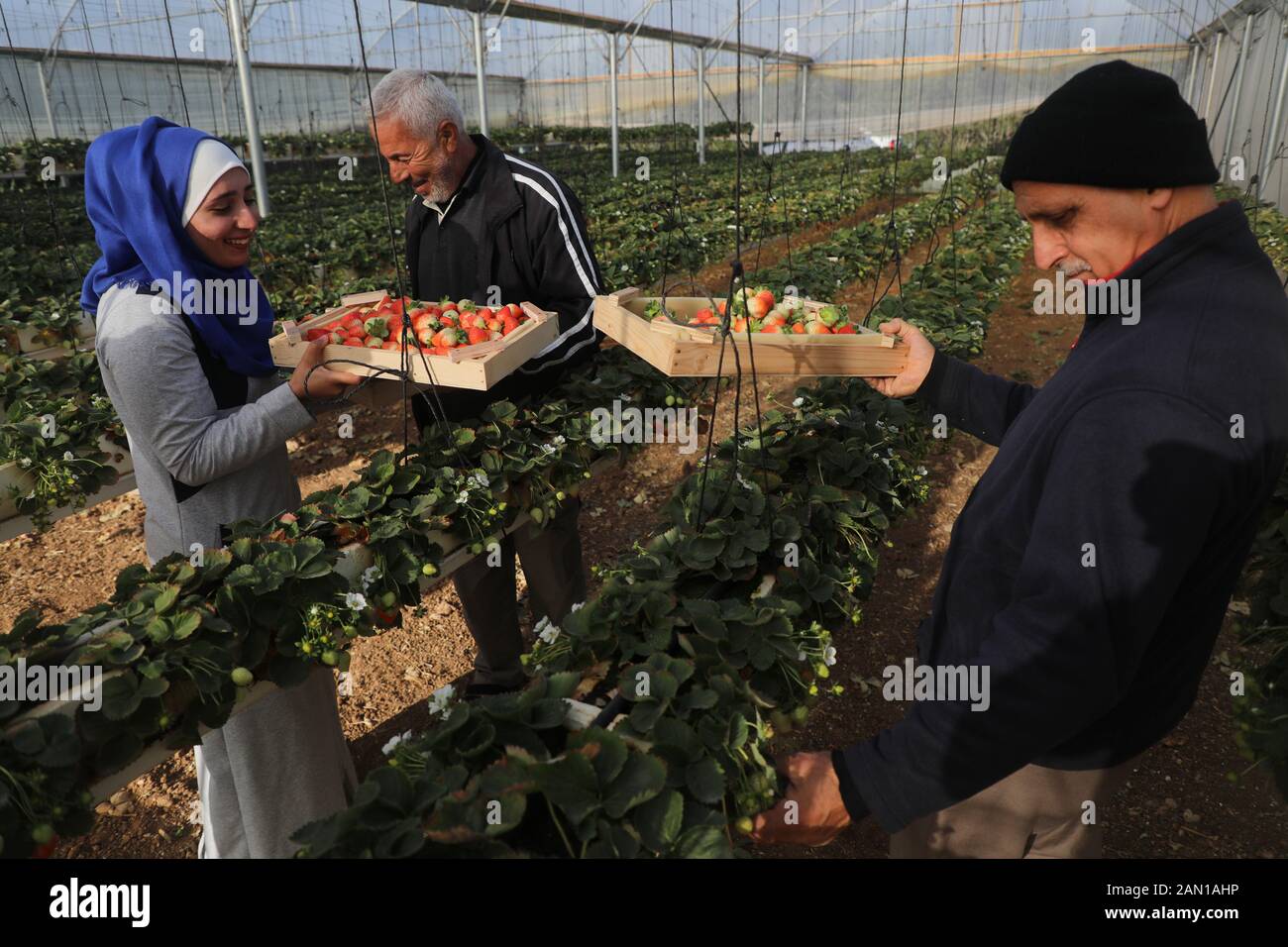 Beit Hanoun, The Gaza Strip, Palestine. 14th Jan, 2020. Haneen Abu ...