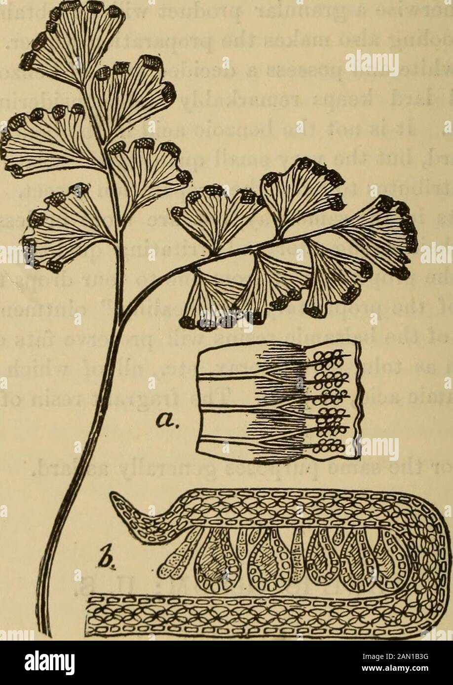 Cinnamic acid hi-res stock photography and images - Alamy