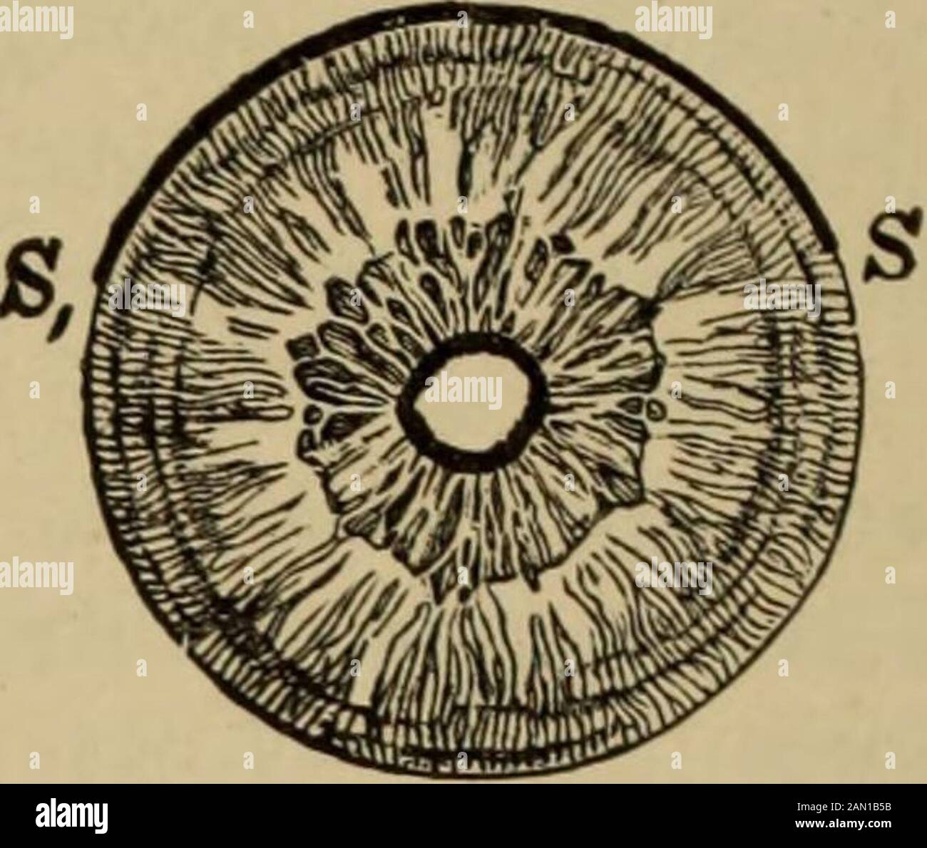 Corneal limbus hi-res stock photography and images - Alamy