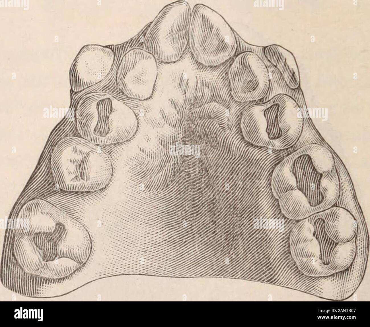 Posteriorteeth hi-res stock photography and images - Alamy