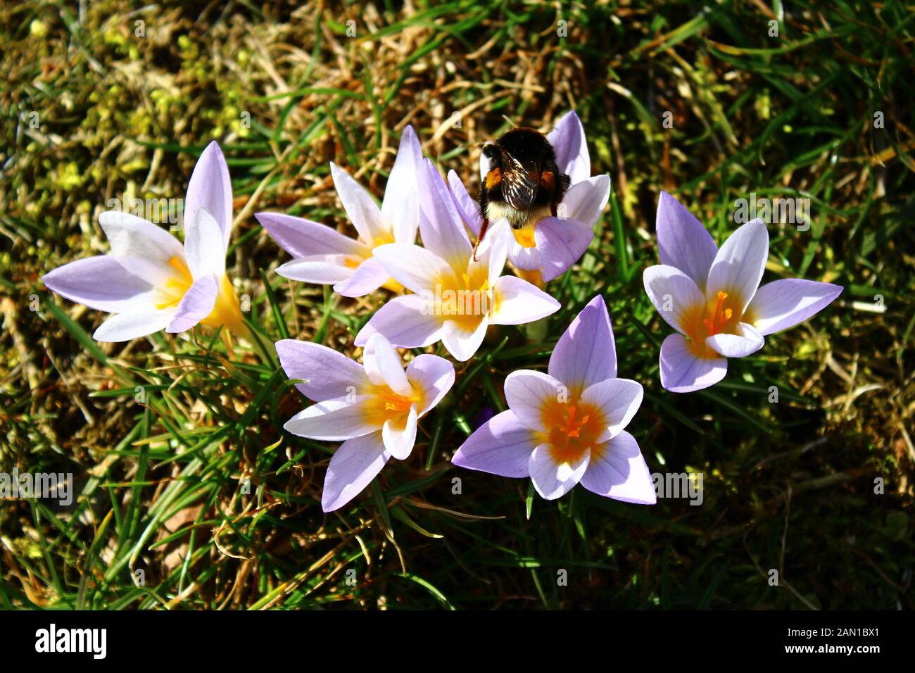 Bumblebee queens hi-res stock photography and images - Alamy