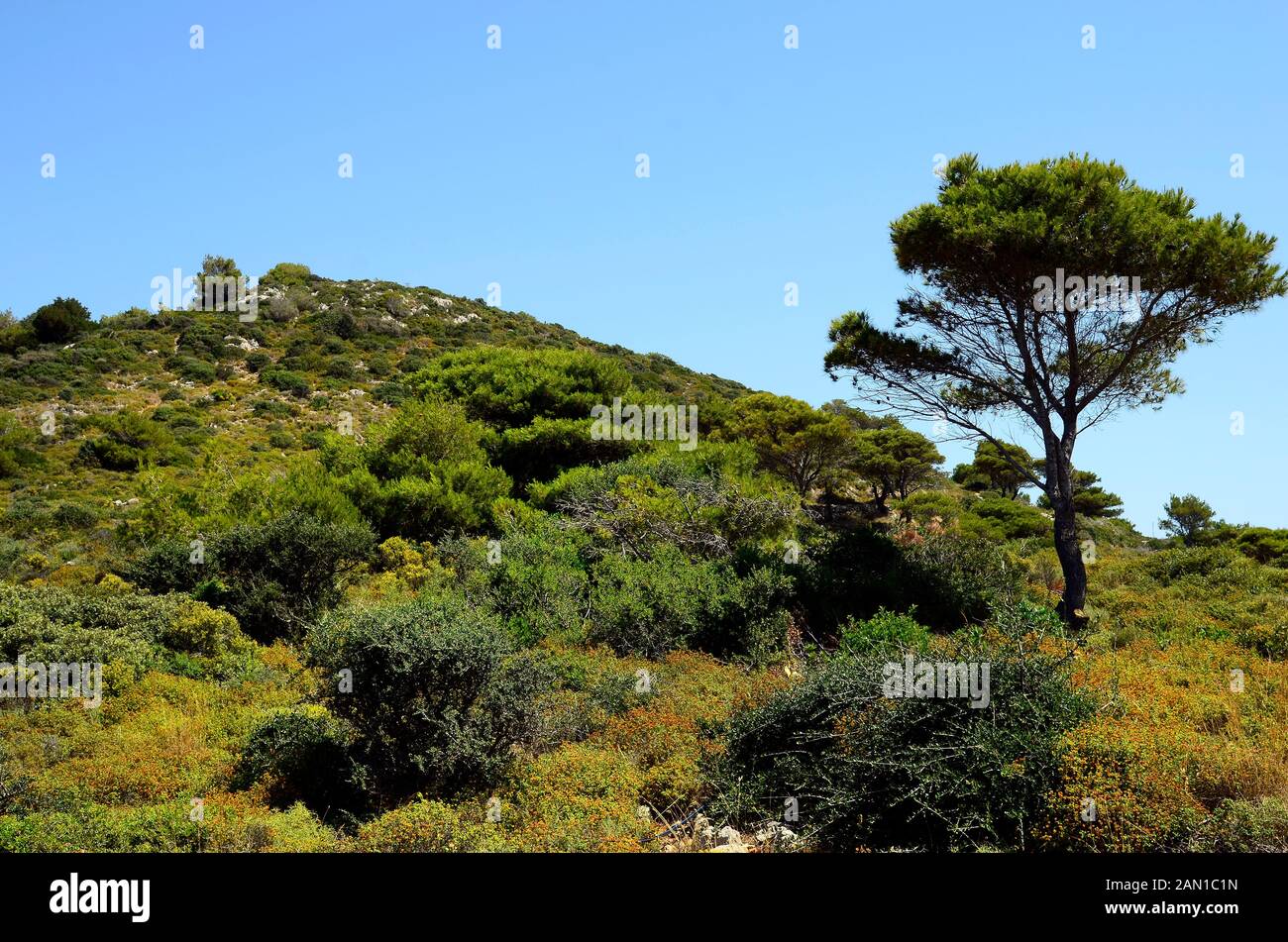 Macchia vegetation hi-res stock photography and images - Alamy